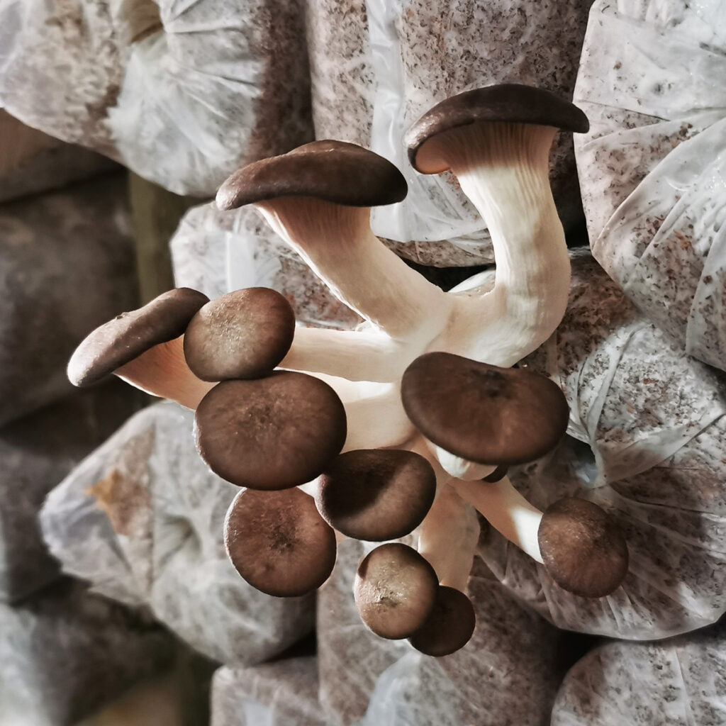 Black Pearl Oyster Growing Guide | Mushroom Network